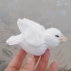 FREE Dove Knitting Pattern – Knitting by Post